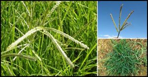 PARAGIS: A Miracle Grass That May Help Treat Many Diseases | Dr Farrah MD