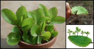 Miracle Plant (Kataka-Taka) Uses And Benefits | Dr Farrah MD