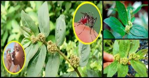 Medicinal Benefits of Asthma Plant (Tawa-Tawa) | Dr Farrah MD