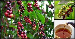 Bignay: A Tiny Fruit With Big Health Benefits | Dr Farrah MD