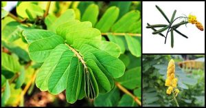 Health Benefits And Medicinal Uses Of Akapulko | Dr Farrah MD