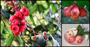 Health Benefits And Medicinal Uses Of Makopa (Rose Apple) | Dr Farrah MD