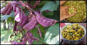 More Reasons To Eat Hyacinth Beans (Bataw) | Dr Farrah MD