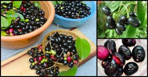 Black Plum (Duhat) And Its Amazing Health Benefits | Dr Farrah MD