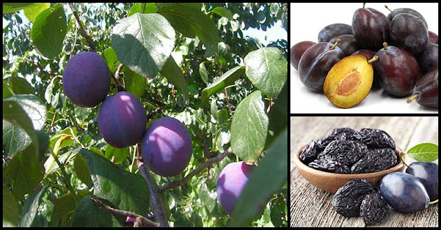 Prunes’ Benefits For Our Heart, Vision, And Digestion | Dr Farrah MD