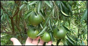 Dalandan For Better Health | Dr Farrah MD