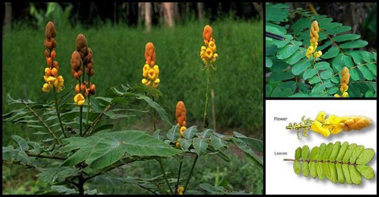 Akapulko: A DOH Approved Natural Remedy For Skin Problems | Dr Farrah MD