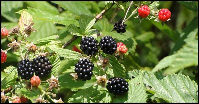 Health Benefits Of Eating Blackberries | Dr Farrah MD