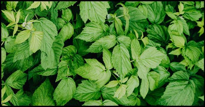 Peppermint For Nausea And Upset Stomach | Dr Farrah MD