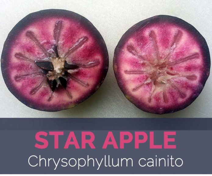 Star Apple Facts And Health Benefits | Dr Farrah MD