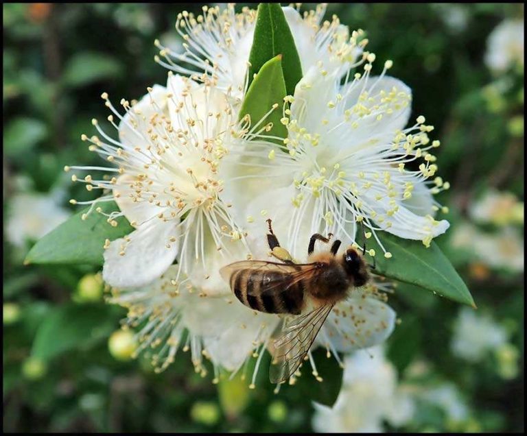 8 Impressive Benefits Of Myrtle | Dr Farrah MD