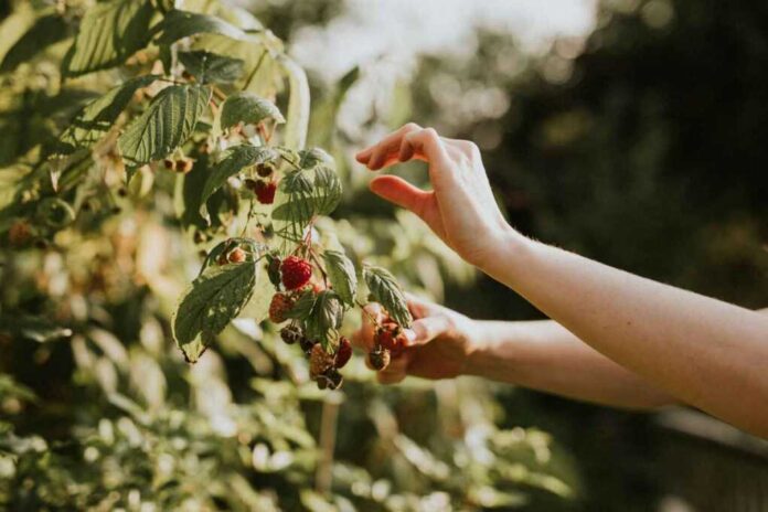 Red Raspberry Leaf Tea: Benefits, Side Effects and More | Dr Farrah MD