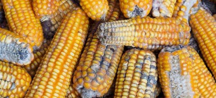 Aflatoxin: How to Avoid This Common Food Carcinogen | Dr Farrah MD