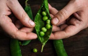 The Gut Health MVP? Experts Say Green Peas Support Digestion Naturally ...
